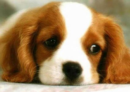 Bruna_Brunchy - šєנℓα | mali cuko