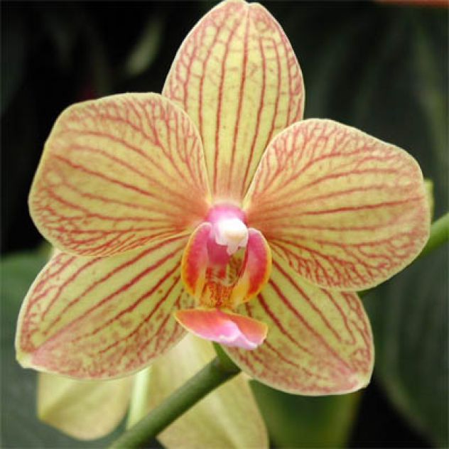 Orhideja13 | orhideja