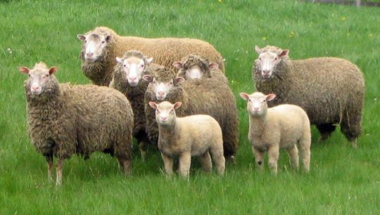 Ovce - Ovca Ovčar | ovce!!!